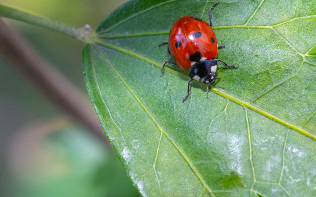 Bugs Everyone Should Know