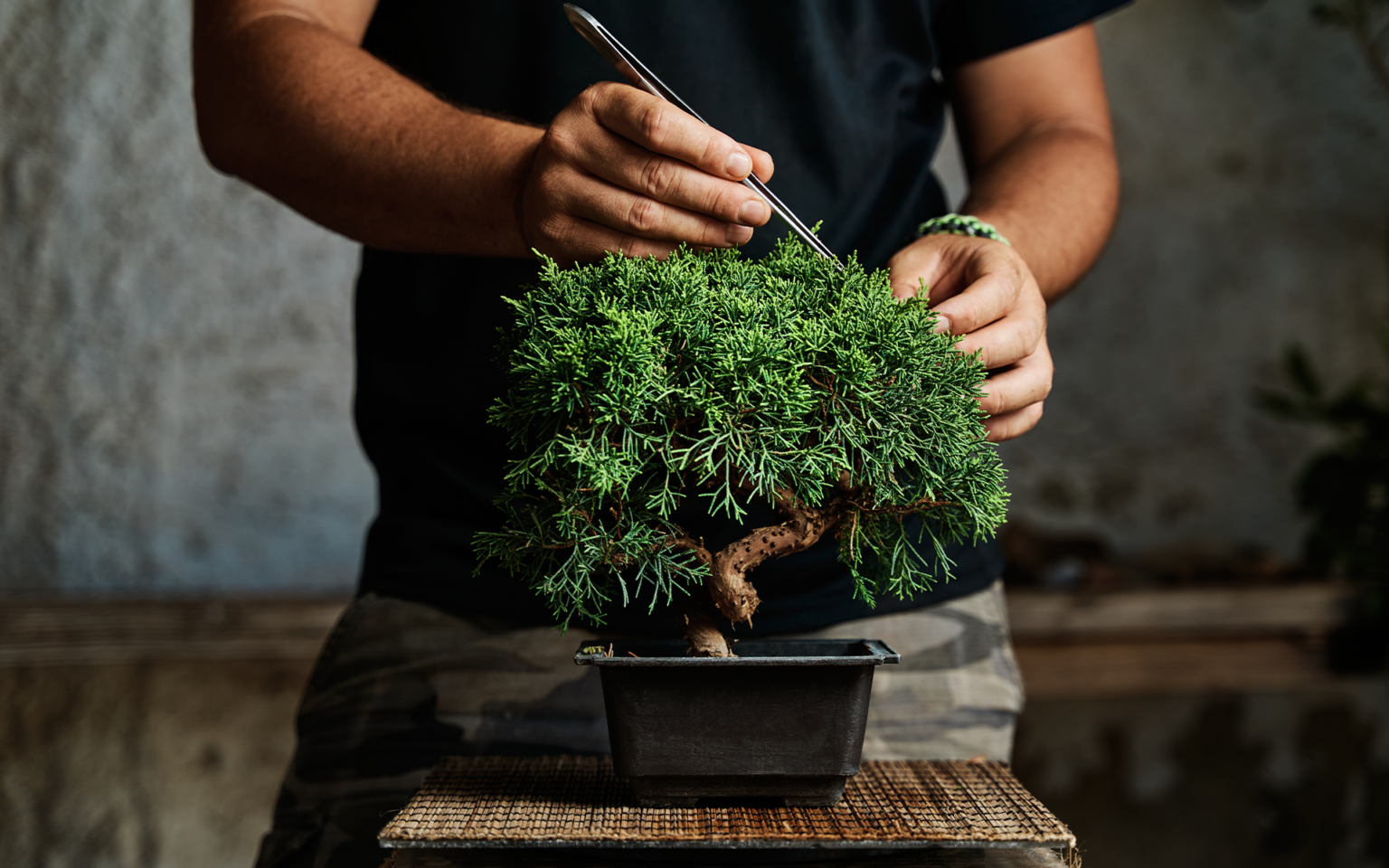 Beginners Bonsai Workshop – SOLD OUT