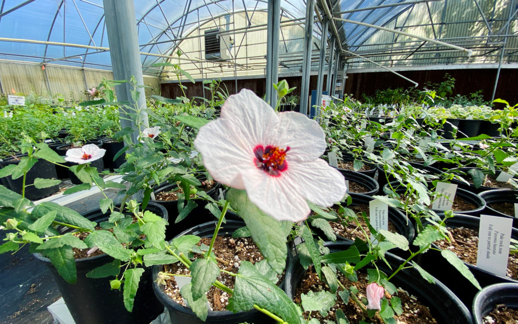BOOtanica Plant Sale
