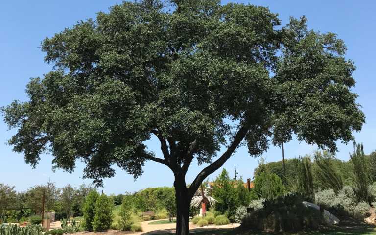 San Antonio Botanical Garden | Private Event & Rentals | Classes & Camps