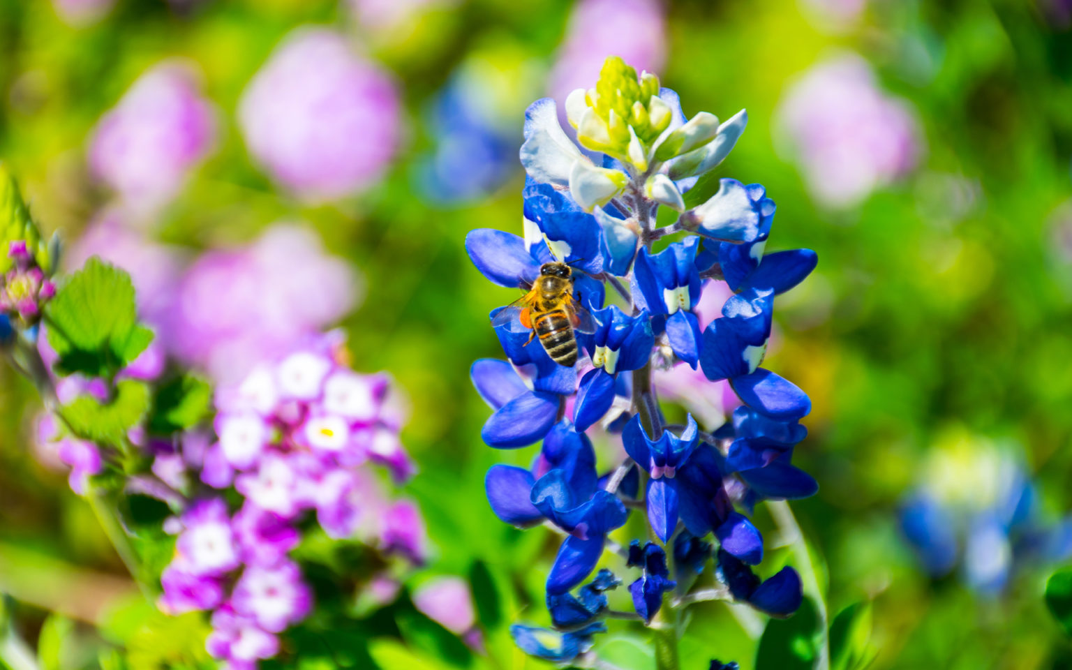 Native Pollinators and the Native Plants they Love – A Bee Day Workshop ...