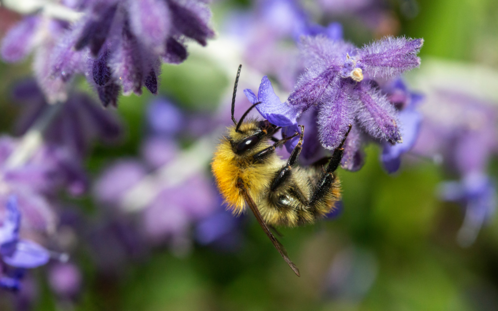 Attracting Butterflies and Pollinators to your Landscape with Texas ...