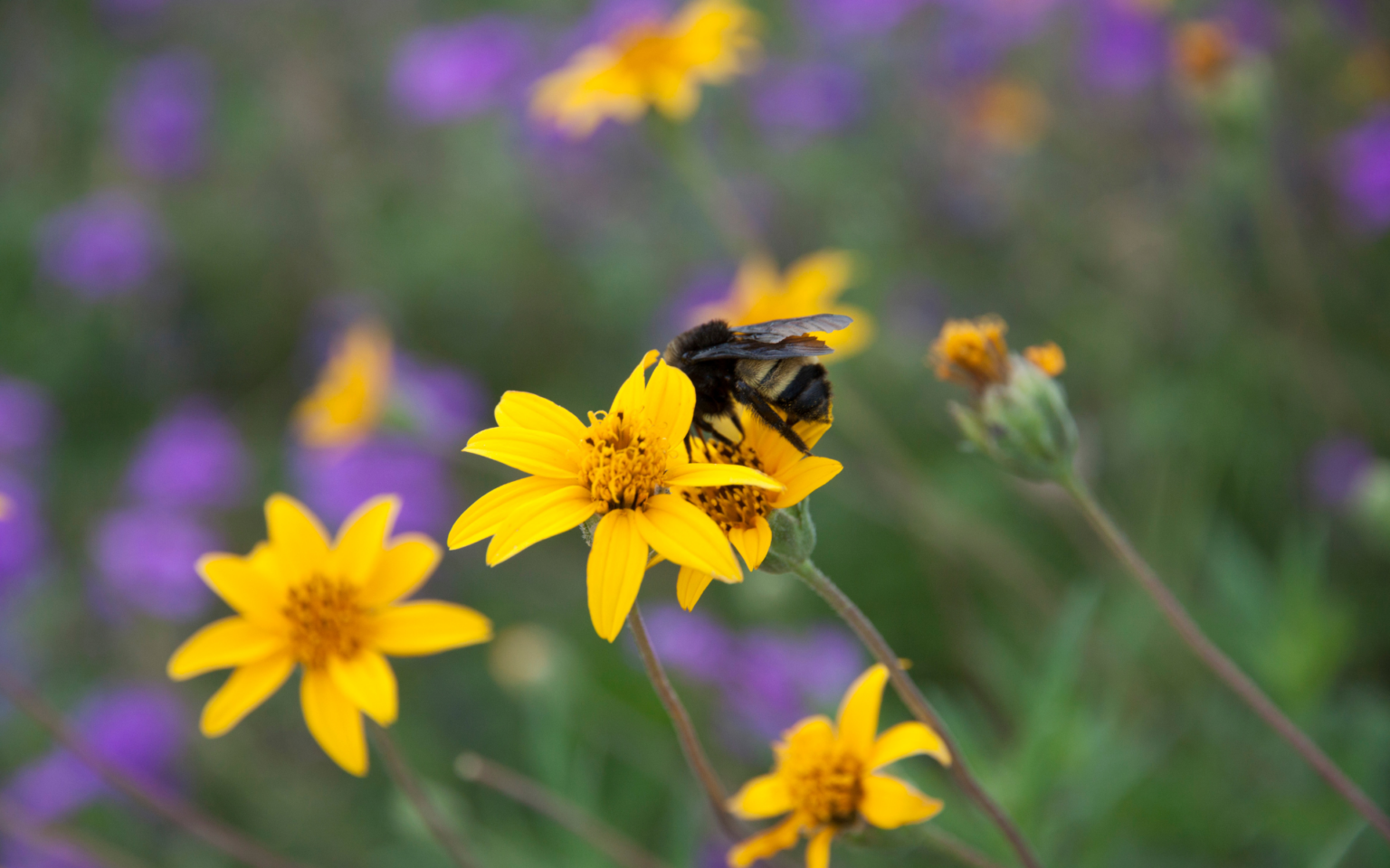 Pollinator Patches & Pocket Prairies