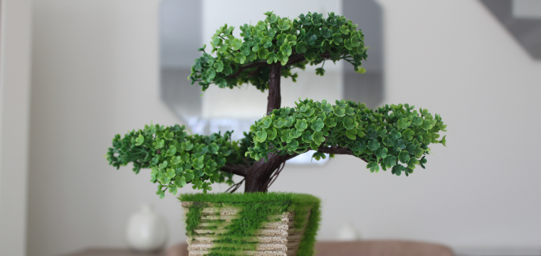 Bonsai with Texas Native Plants