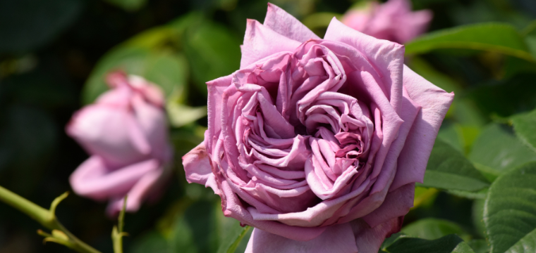 Gardening Workshop: Earth-Kind® Roses