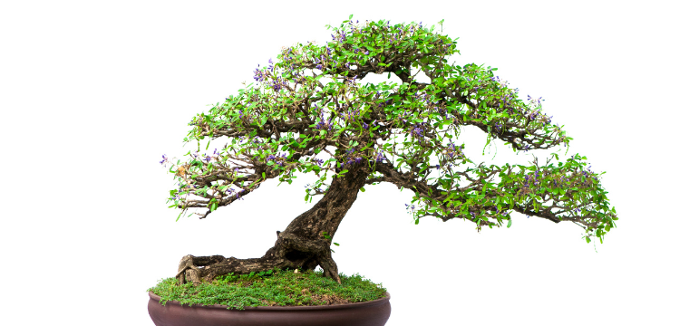 Members Only: Beginners Bonsai Workshop